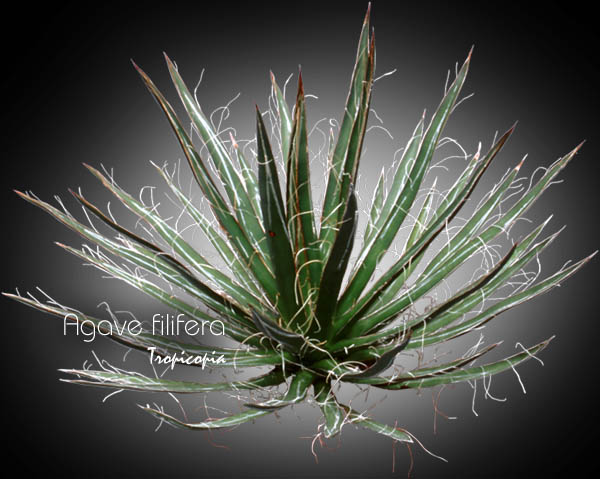 Tropicopia online - House plant picture of Cactus & Succulent - Agave ...