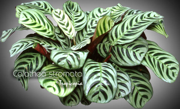 Tropicopia online - House plant picture of Foliage plant - Calathea ...
