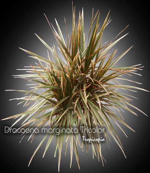 Tropicopia online - House plant picture of Dracaena - Dracaena ...