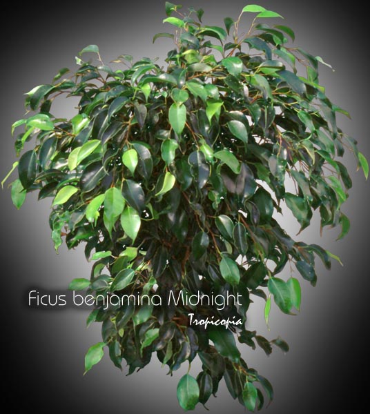 Tropicopia online - House plant picture of Ficus - Ficus benjamina ...