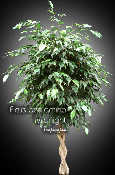 Tropicopia online - House plant picture of Ficus - Ficus benjamina ...