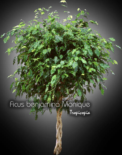 Tropicopia online - House plant picture of Ficus - Ficus benjamina ...