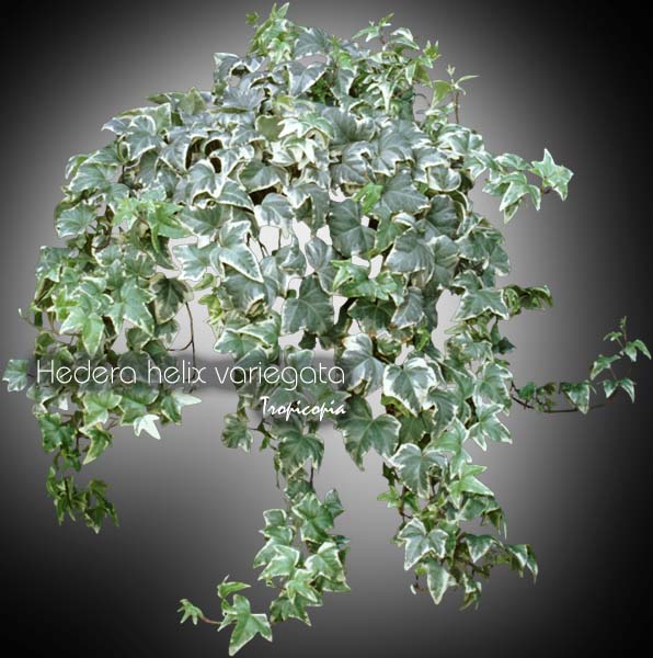 Tropicopia online - House plant picture of Hanging - Hedera helix ...