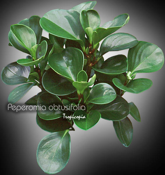 Tropicopia online - House plant picture of Other - Peperomia ...