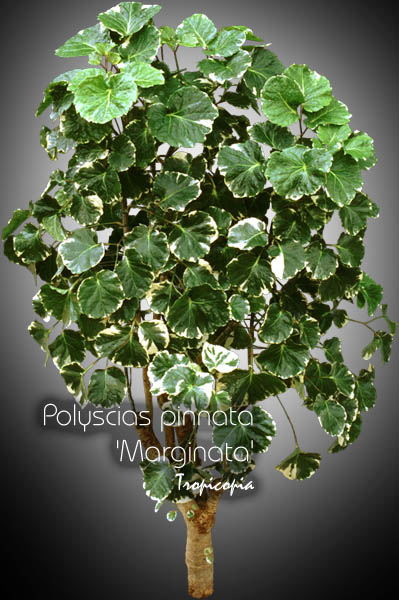 Tropicopia online - House plant picture of Aralia - Polyscias pinnata ...
