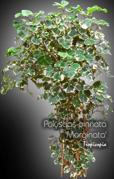 Tropicopia online - House plant picture of Aralia - Polyscias pinnata ...