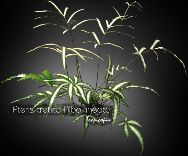 Tropicopia online - House plant picture of Fern - Pteris cretica 'Albo ...