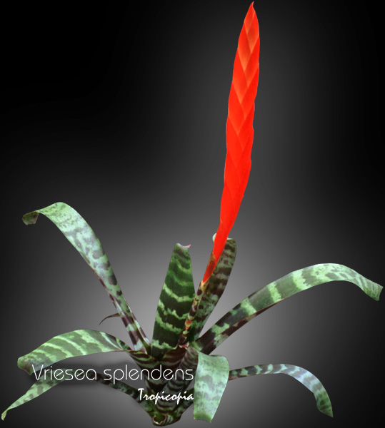 Tropicopia online - House plant picture of Bromeliad - Vriesea splendens