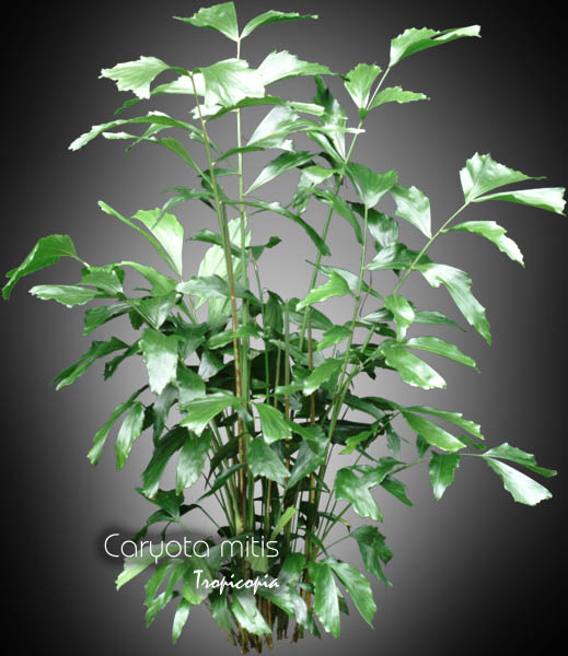 Tropicopia en ligne - Image || Palmier - Caryota mitis - Palmier queue ...