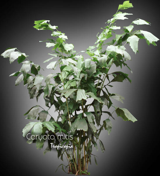 Tropicopia en ligne - Image || Palmier - Caryota mitis - Palmier queue ...