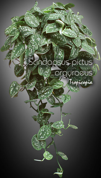 Tropicopia en ligne - Image || Suspendue - Scindapsus pictus argyraeus ...
