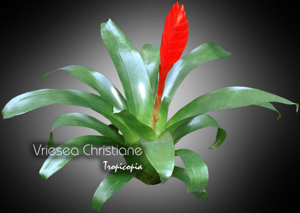 Tropicopia en ligne - Image || Broméliacée - Vriesea Christiane
